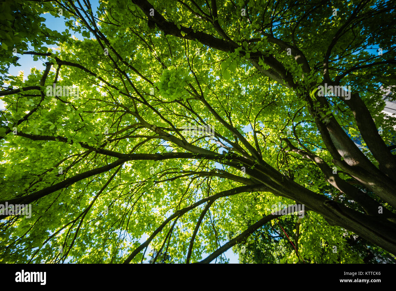 Trees looking up leaves hi-res stock photography and images - Alamy