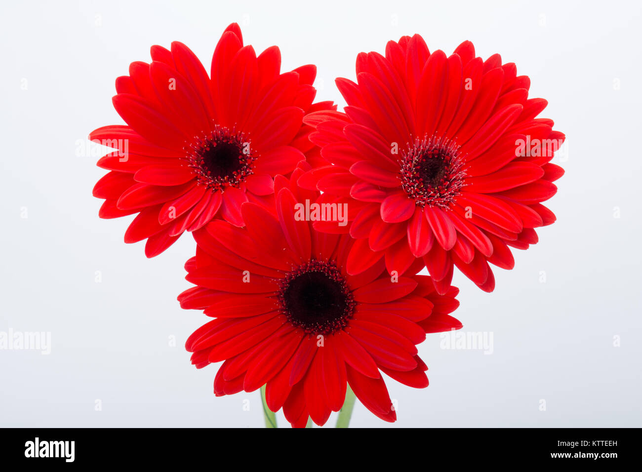 red gerbera daisy flower Stock Photo - Alamy