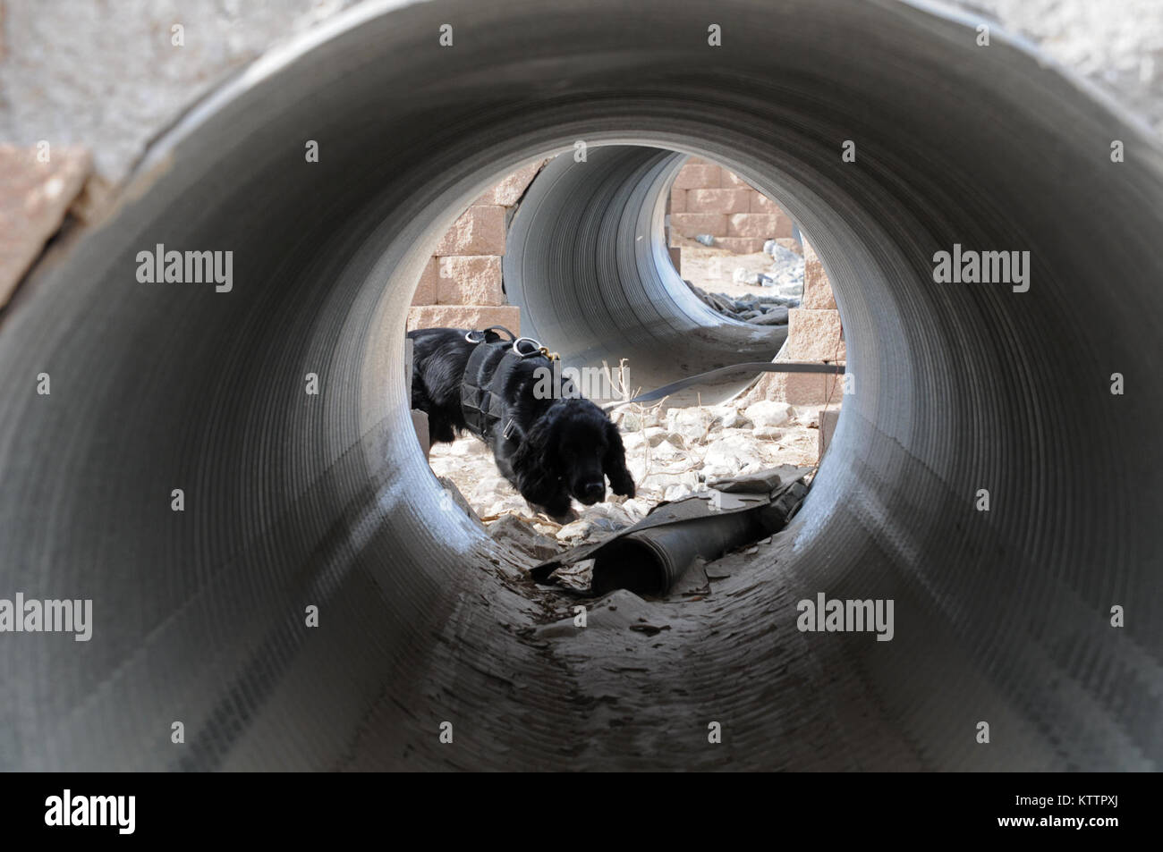 Rocky 53, a tactical explosive detection dog assigned to the 37th ...