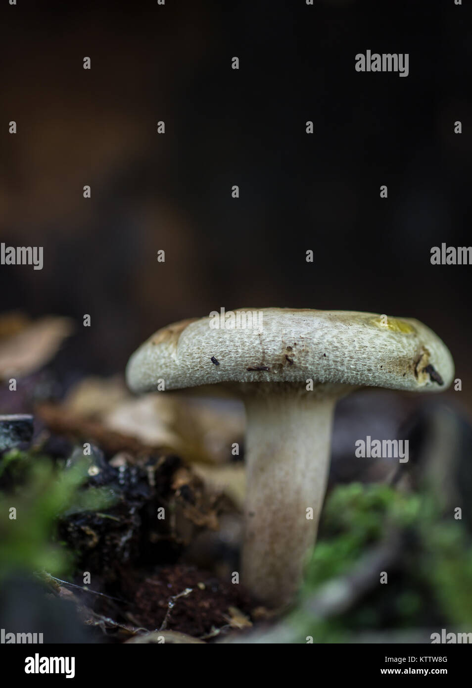 Seta hongo mushroom hi-res stock photography and images - Alamy