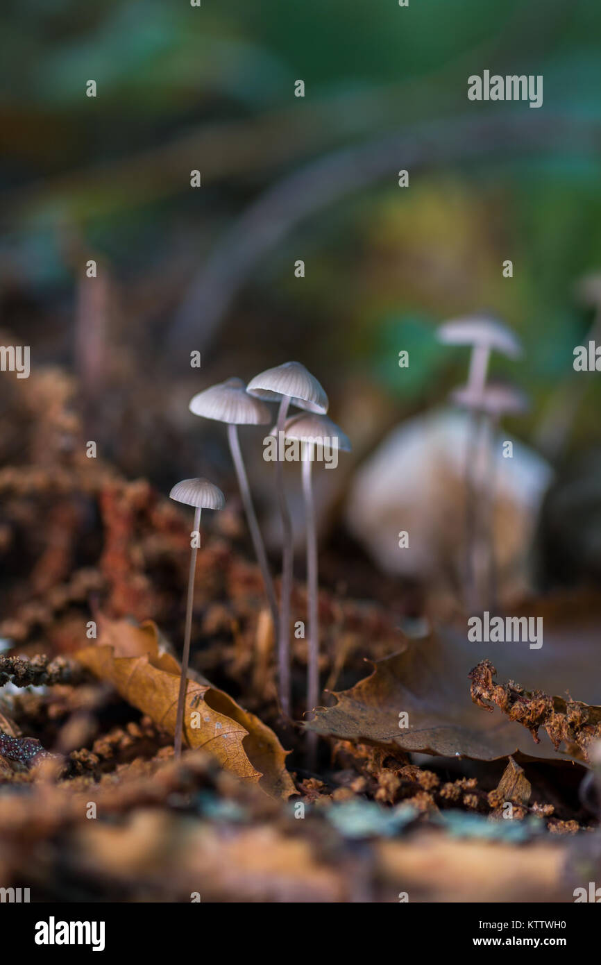 Hongos mycena hi-res stock photography and images - Alamy