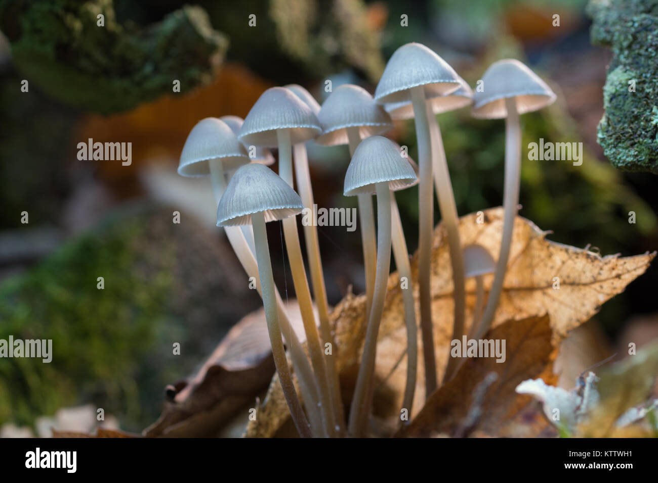 Mycena Sp High Resolution Stock Photography and Images - Alamy