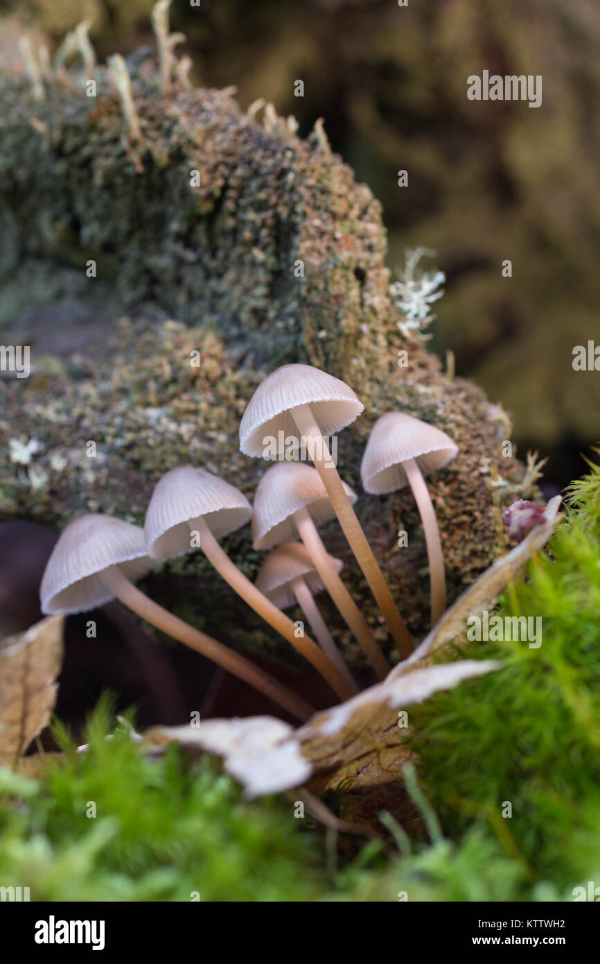 Mycena Sp High Resolution Stock Photography and Images - Alamy