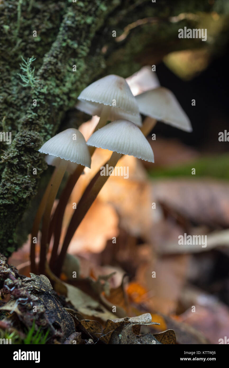 Hongos mycena hi-res stock photography and images - Alamy