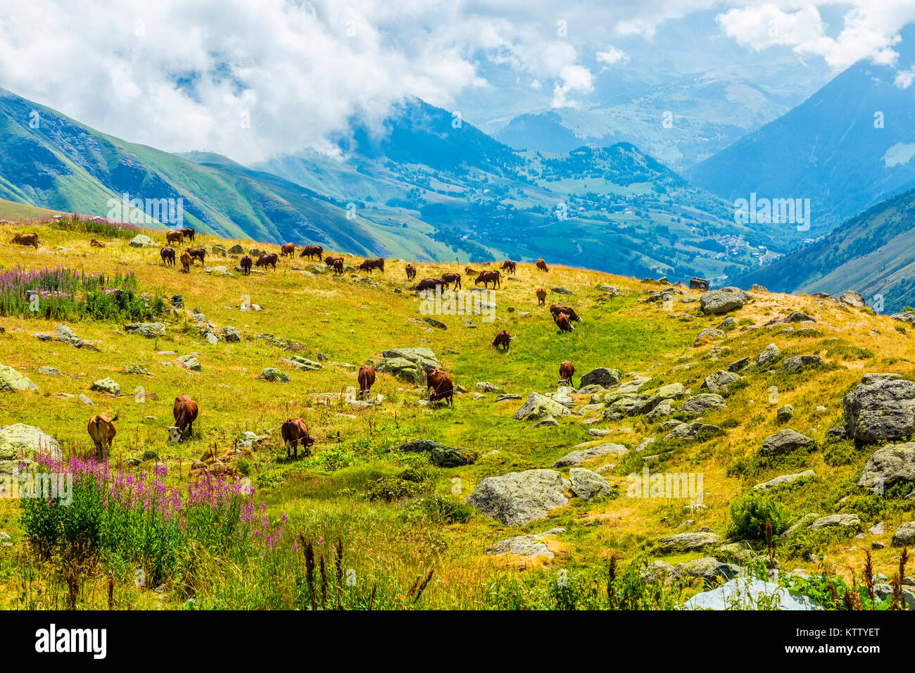 Herd of cows grazing at high altitude in Alps Stock Photo - Alamy
