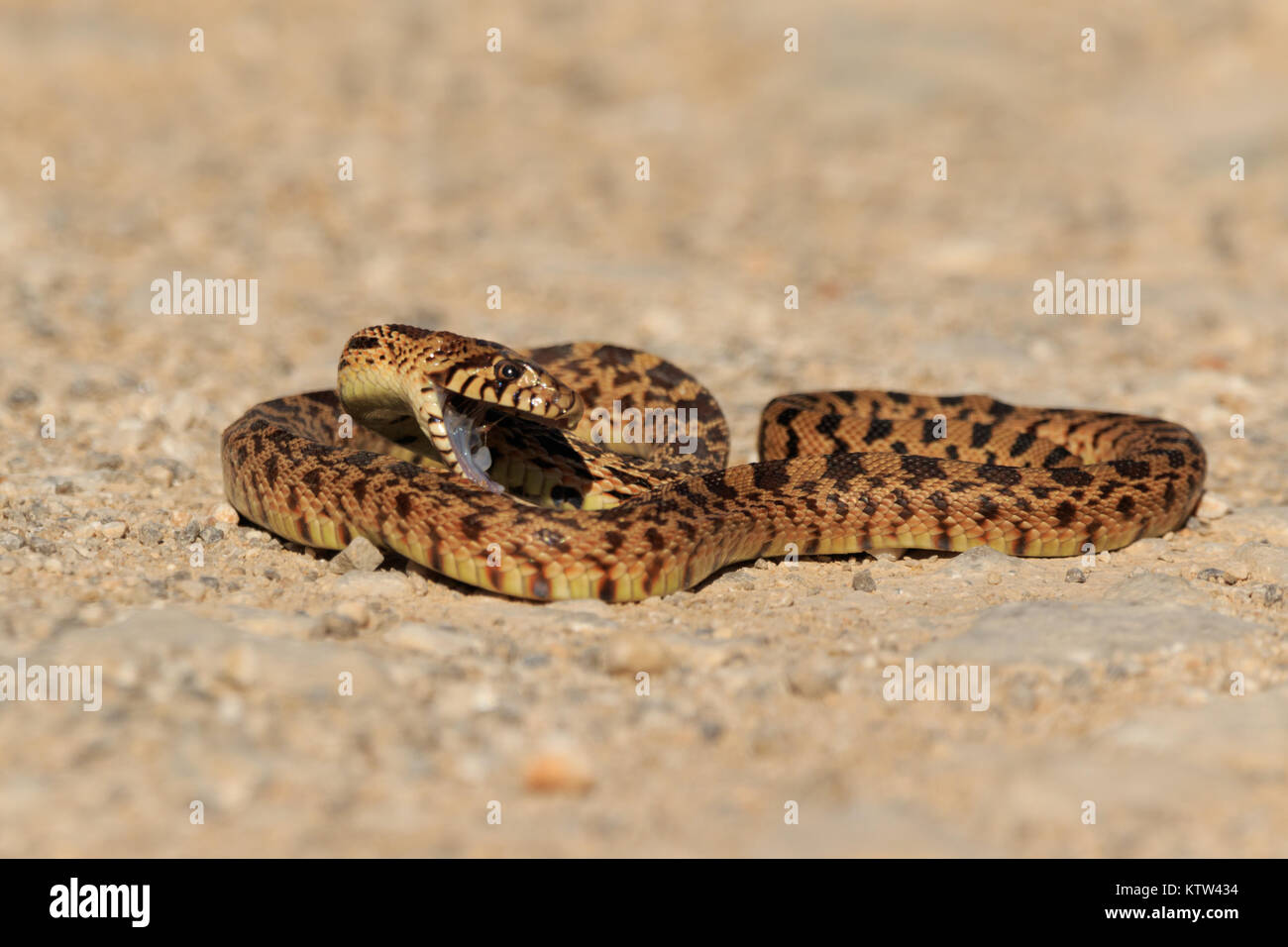 Bull snake hi-res stock photography and images - Alamy