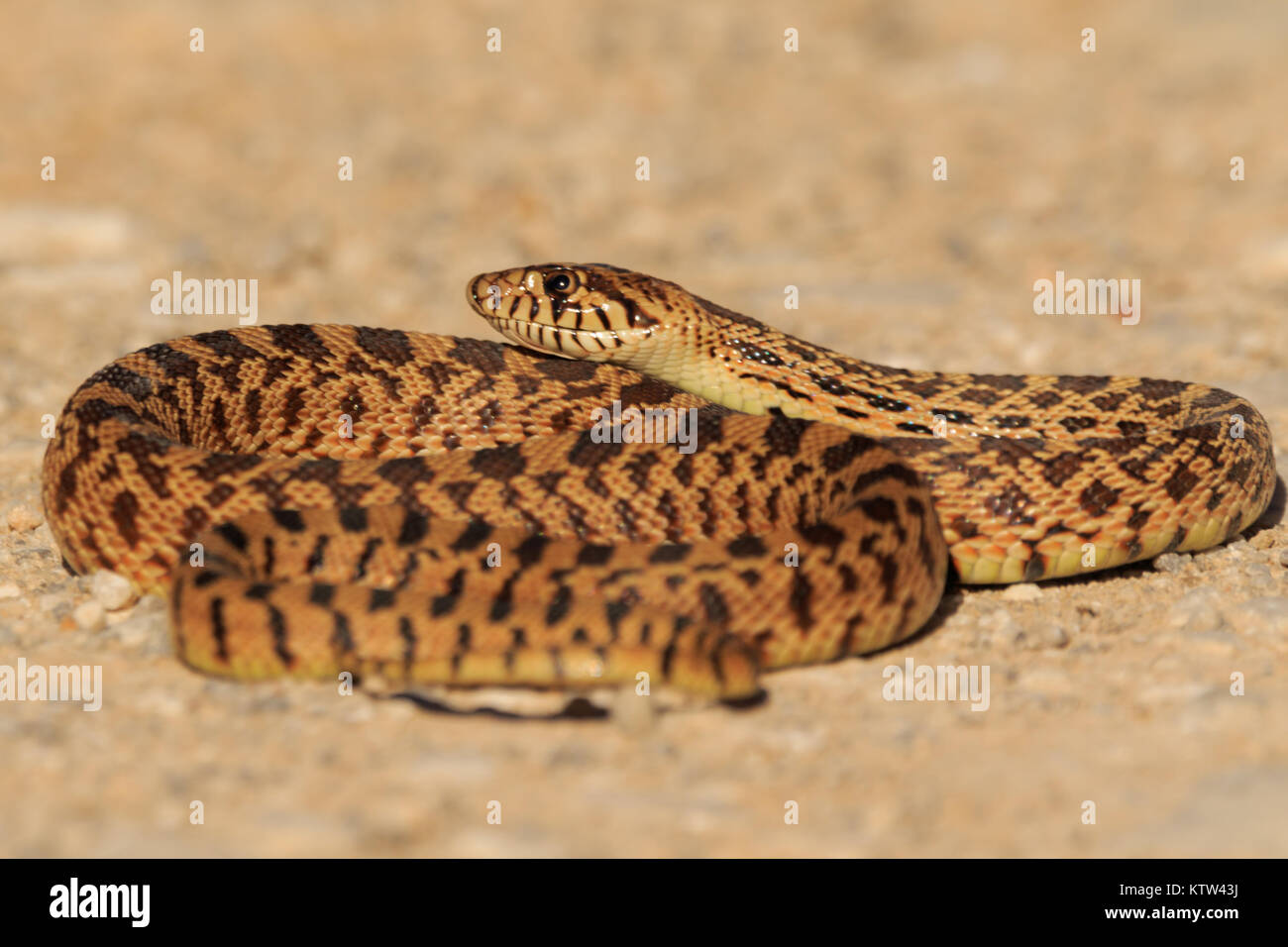 Bull snake hi-res stock photography and images - Alamy