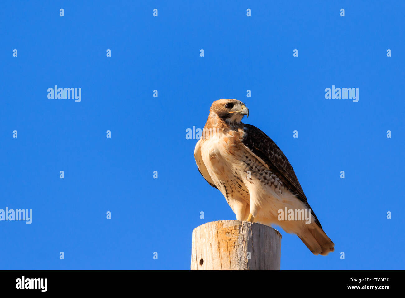 Red tailed hawk perched hi-res stock photography and images - Alamy
