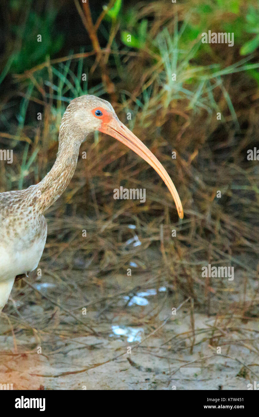 A juvenile White Ibis wading through the muddy marsh land of Brazoria ...