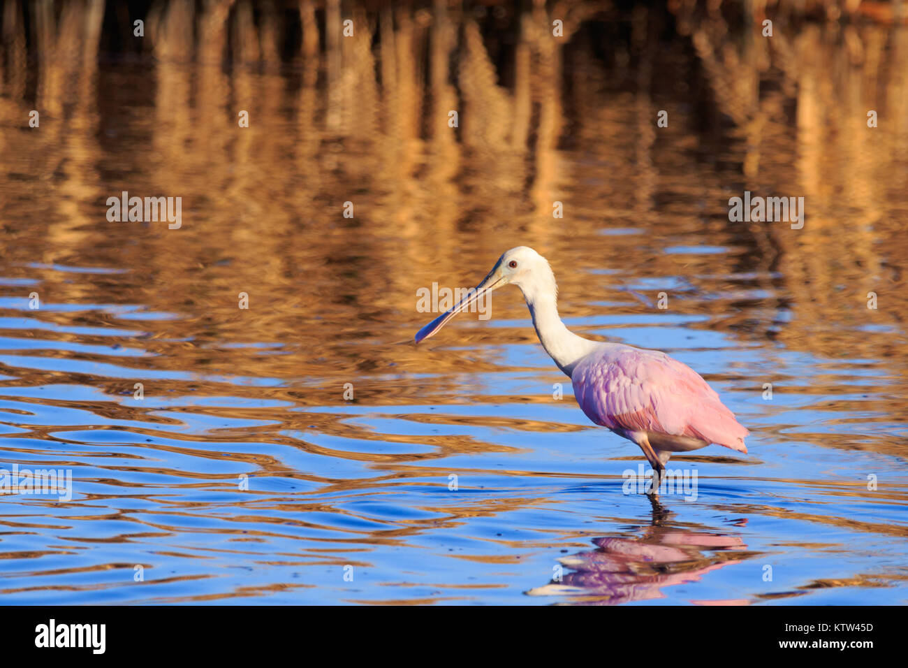 A Roseate Spoonbill wading through the muddy marsh land of Brazoria ...