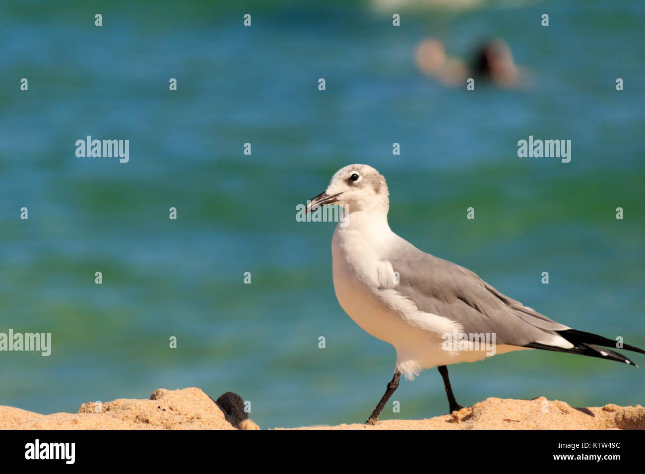 Ft lauderdale hi-res stock photography and images - Alamy