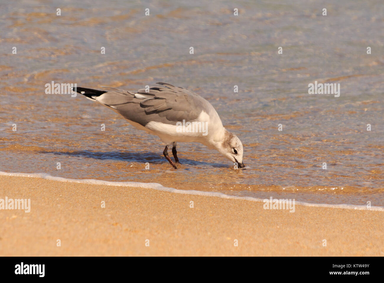Ft pest hi-res stock photography and images - Alamy