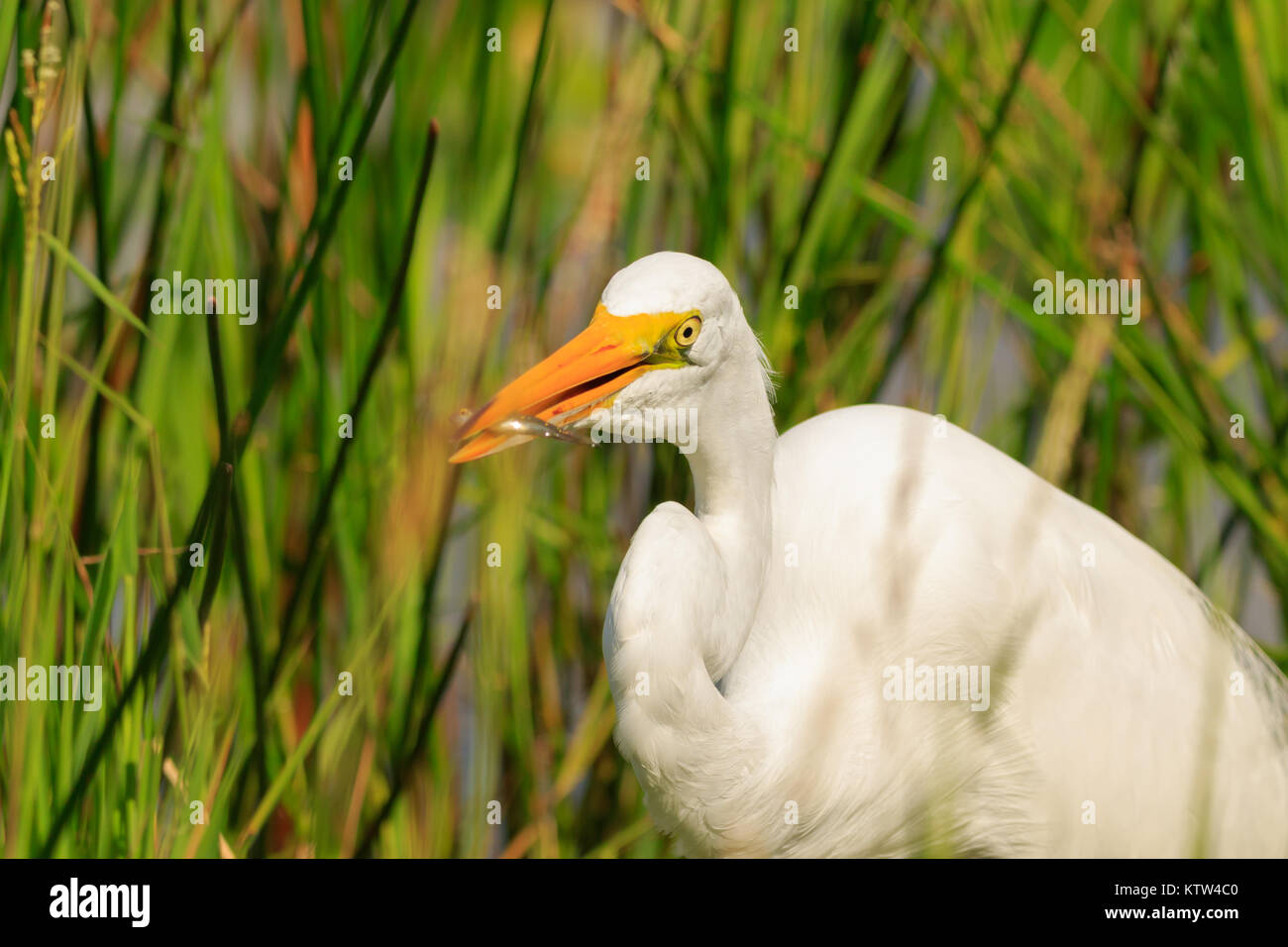 Florida marsh bird hi-res stock photography and images - Alamy
