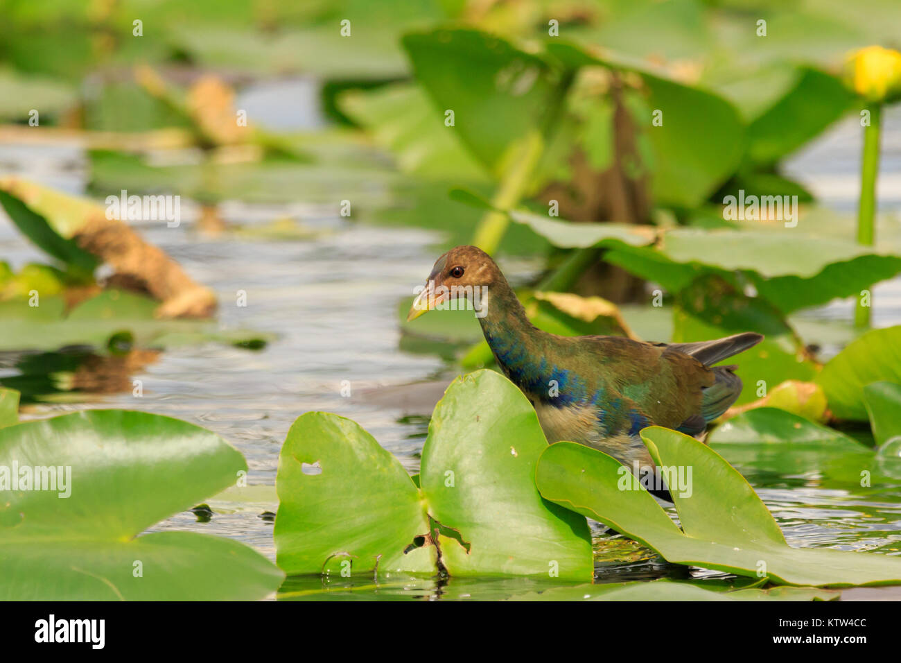 A female Purple Gallinule hopping from lilypad to lillypad trying to ...