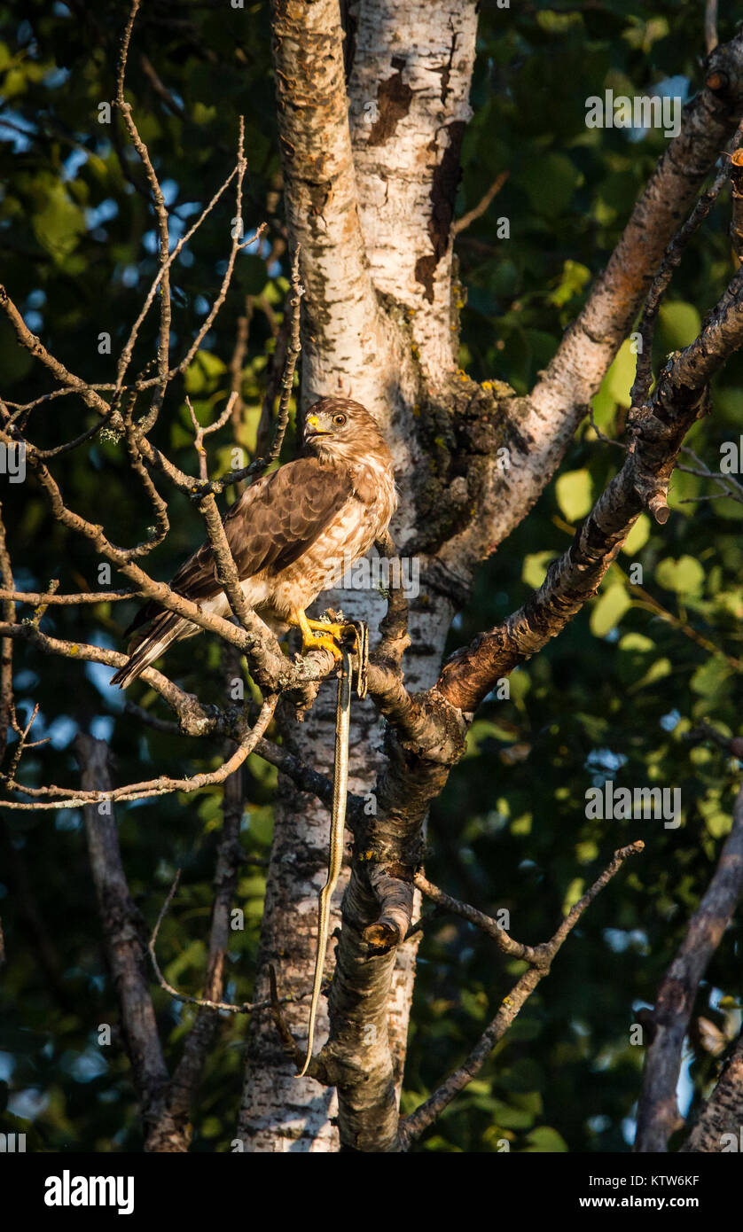 Broad-winged hawk holding a snake Stock Photo - Alamy