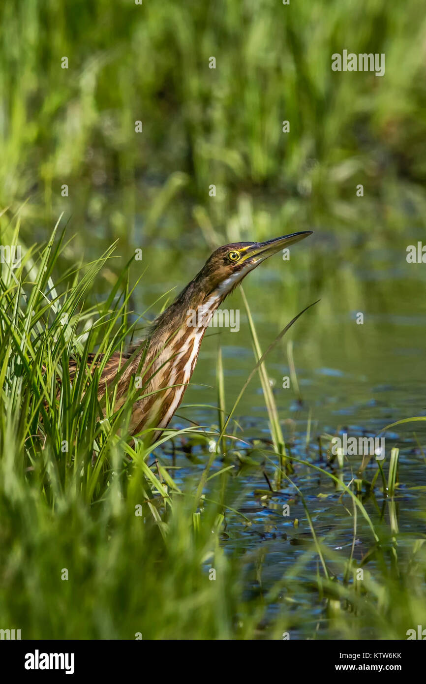 American bittern in northern Wisconsin Stock Photo - Alamy