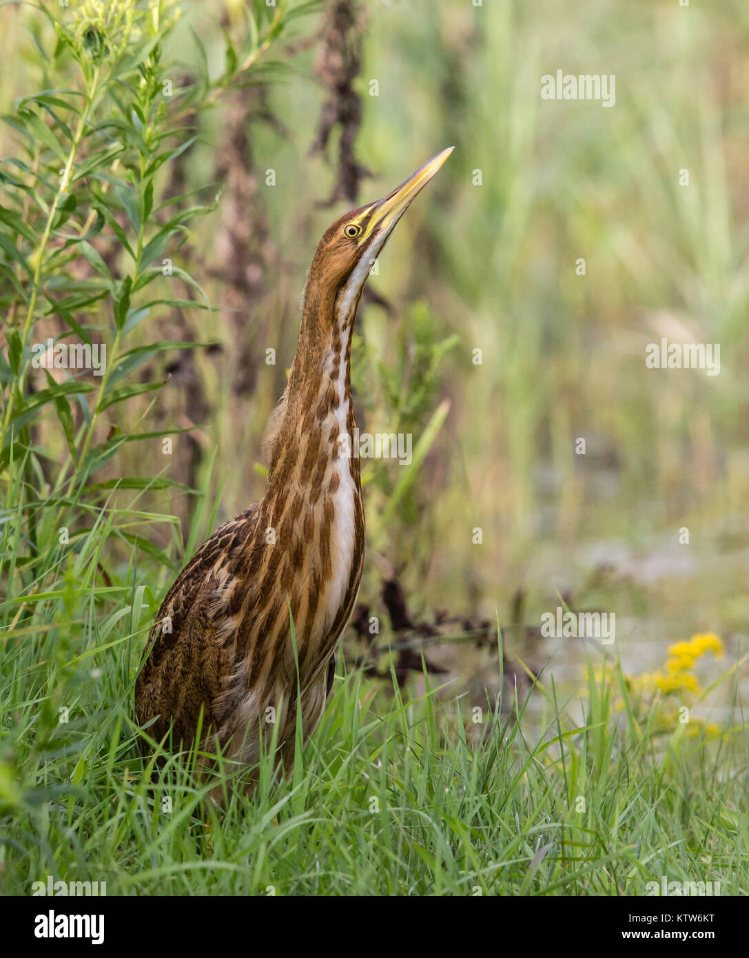 Bittern family hi-res stock photography and images - Alamy