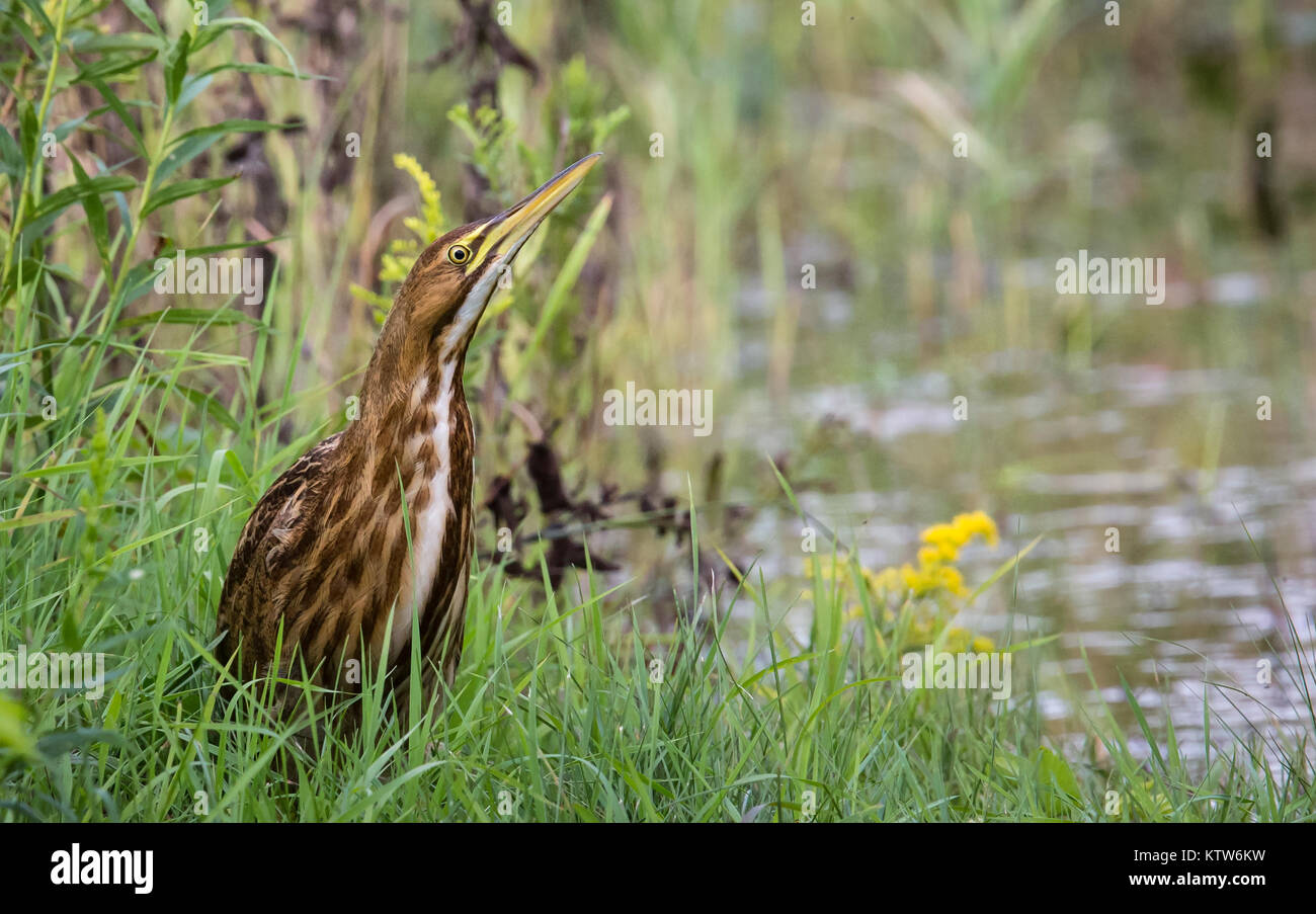 Bittern and heron family hi-res stock photography and images - Alamy