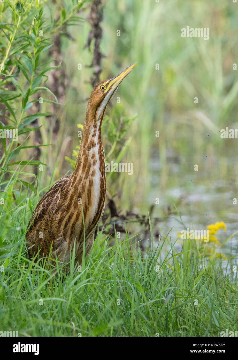 Bittern and heron family hi-res stock photography and images - Alamy