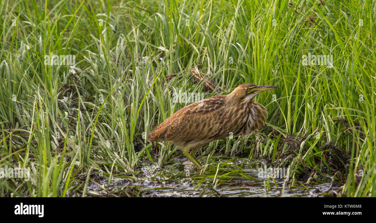 Bittern And Heron Family High Resolution Stock Photography and Images ...