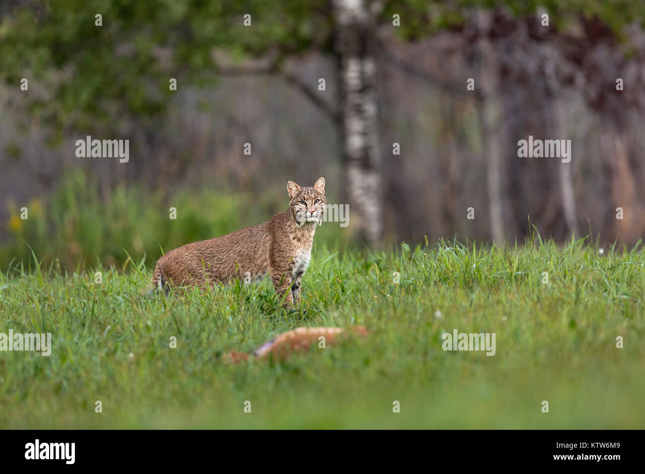 Bobcat approaching a dead fawn in a northern Wisconsin field Stock ...