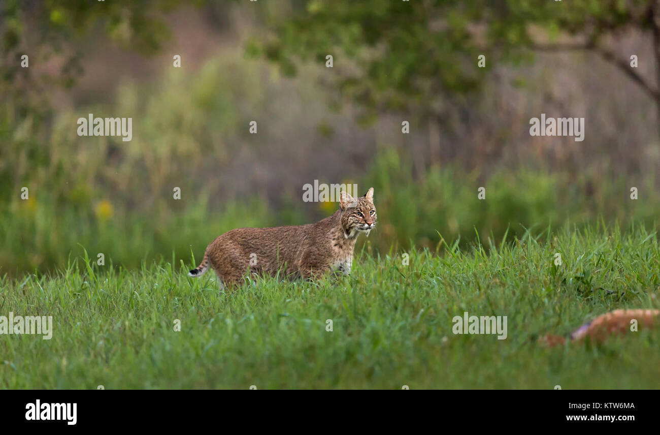Bobcat approaching a dead fawn in a northern Wisconsin field Stock ...