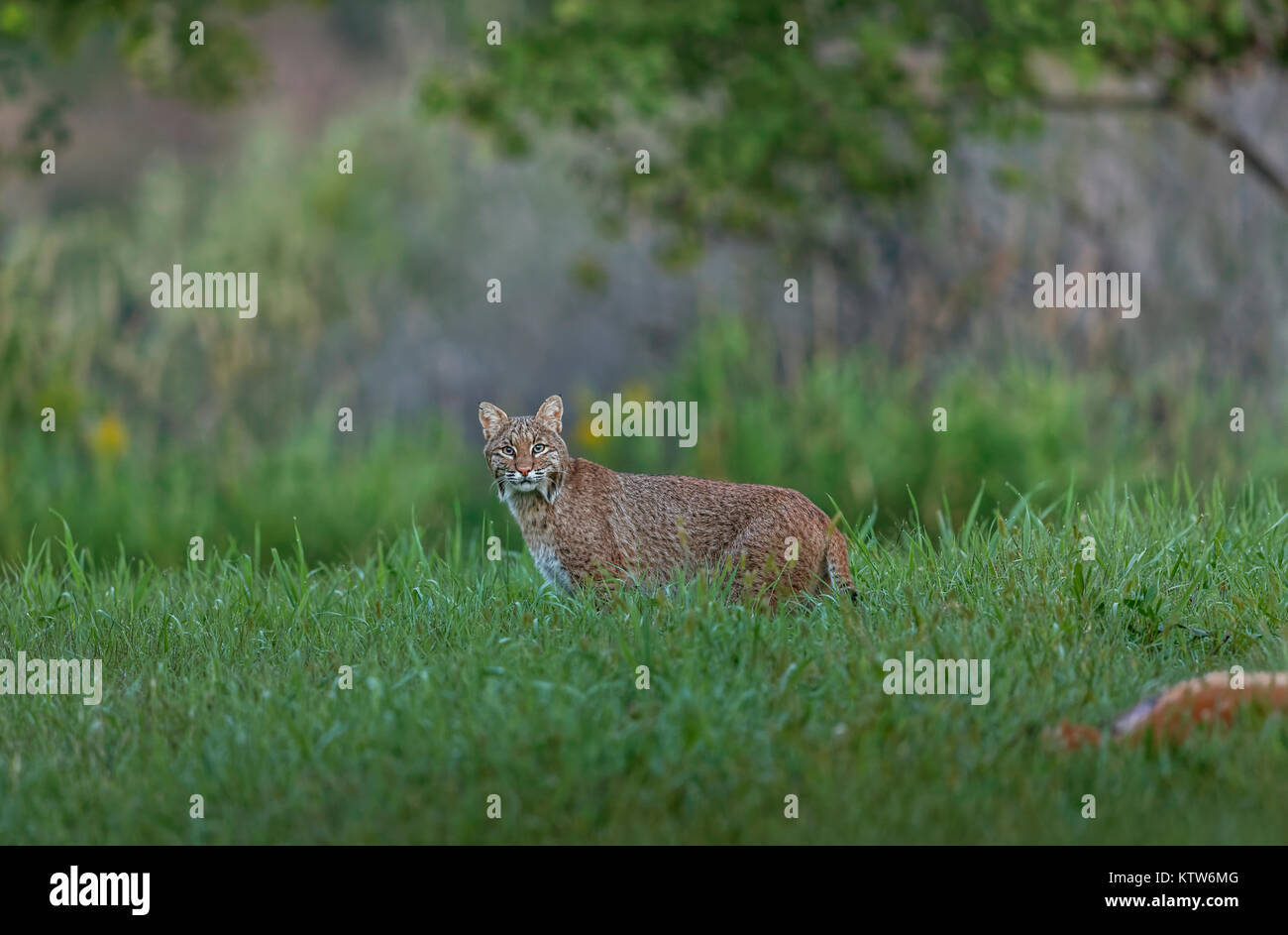 Bobcat approaching a dead fawn in a northern Wisconsin field Stock ...