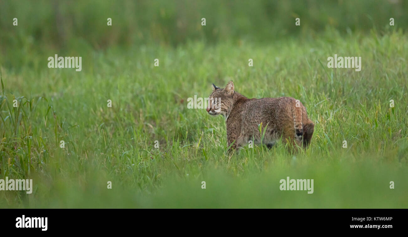 An elusive bobcat in a northern Wisconsin meadow Stock Photo - Alamy