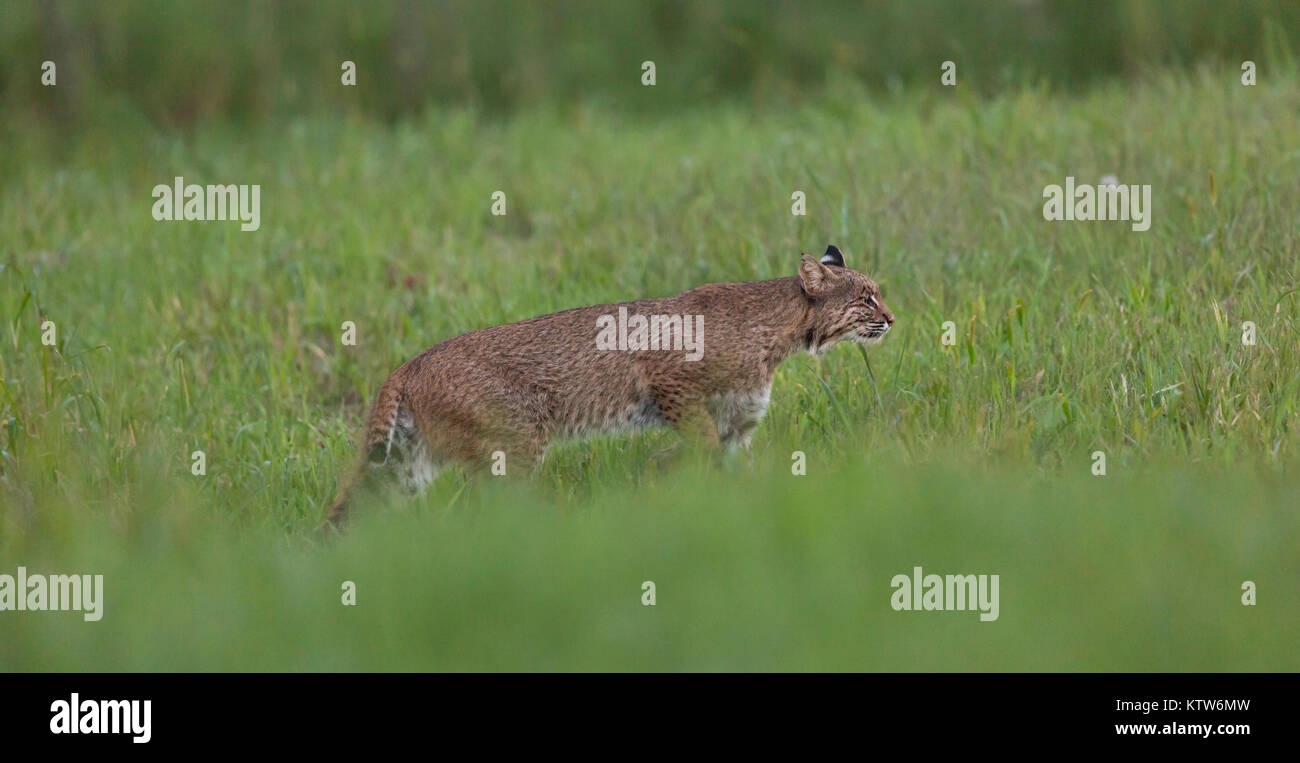 Bobcat north america hi-res stock photography and images - Alamy