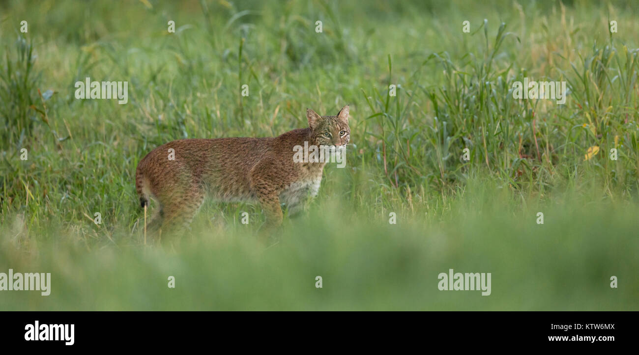 An elusive bobcat in a northern Wisconsin meadow Stock Photo - Alamy