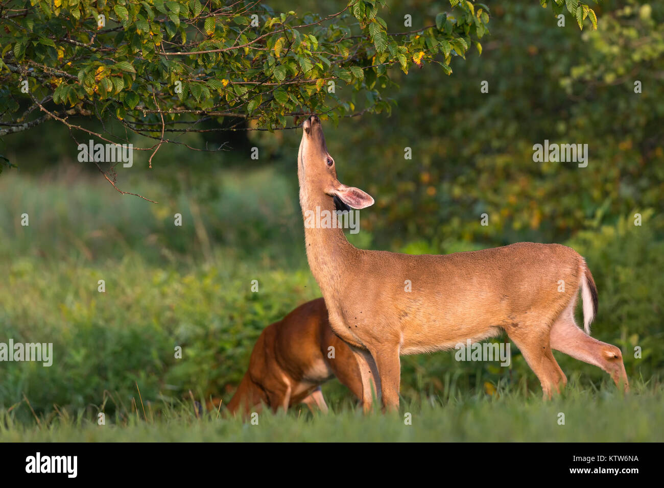 Deer licking hi-res stock photography and images - Alamy