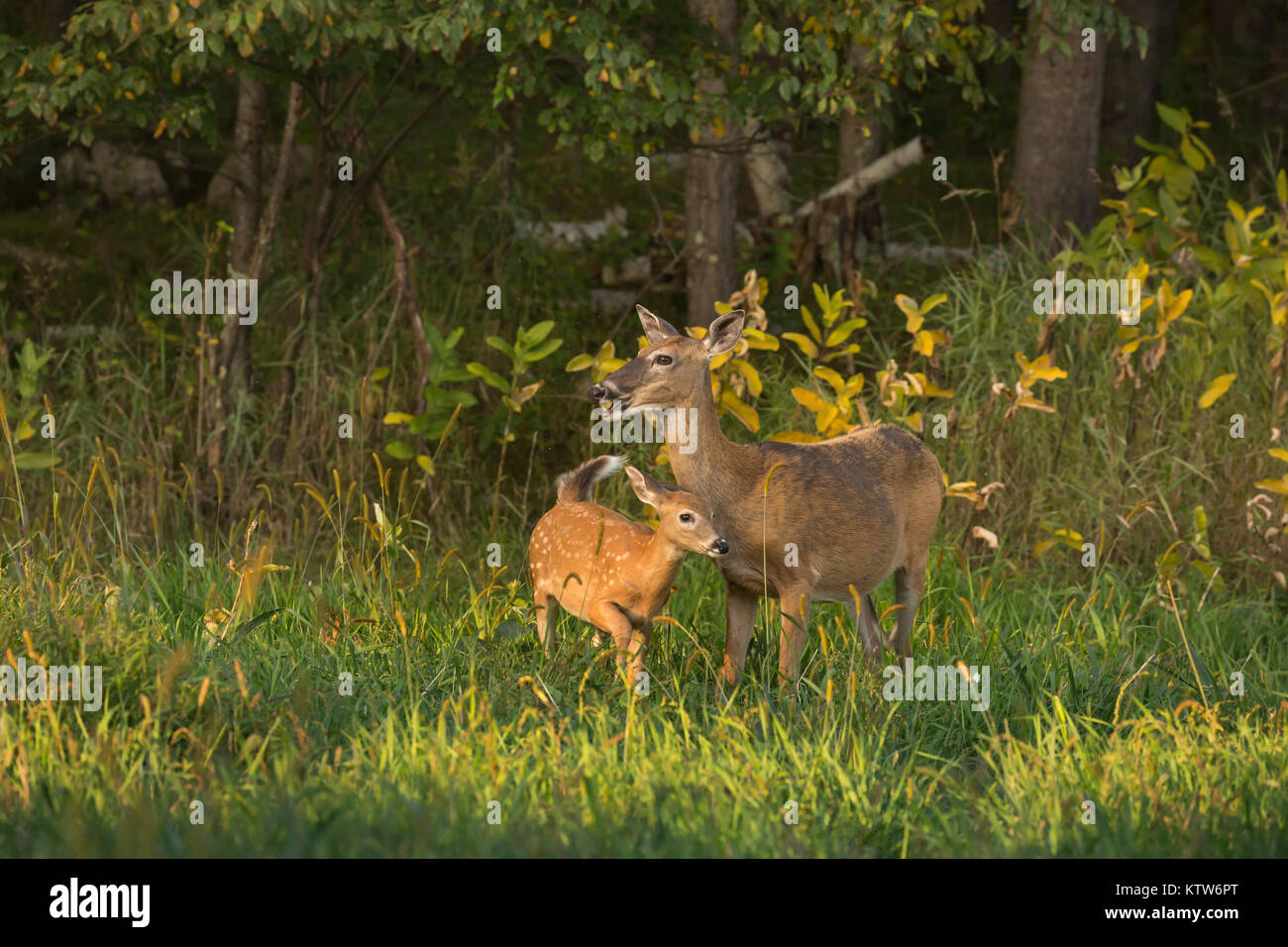 White-tailed doe and fawn feeding in a northern Wisconsin field Stock ...