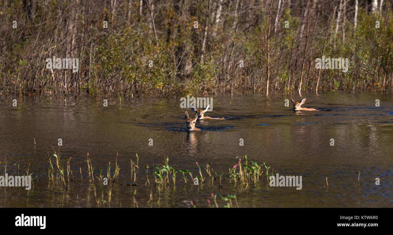White-tailed deer swimming across a pond Stock Photo - Alamy