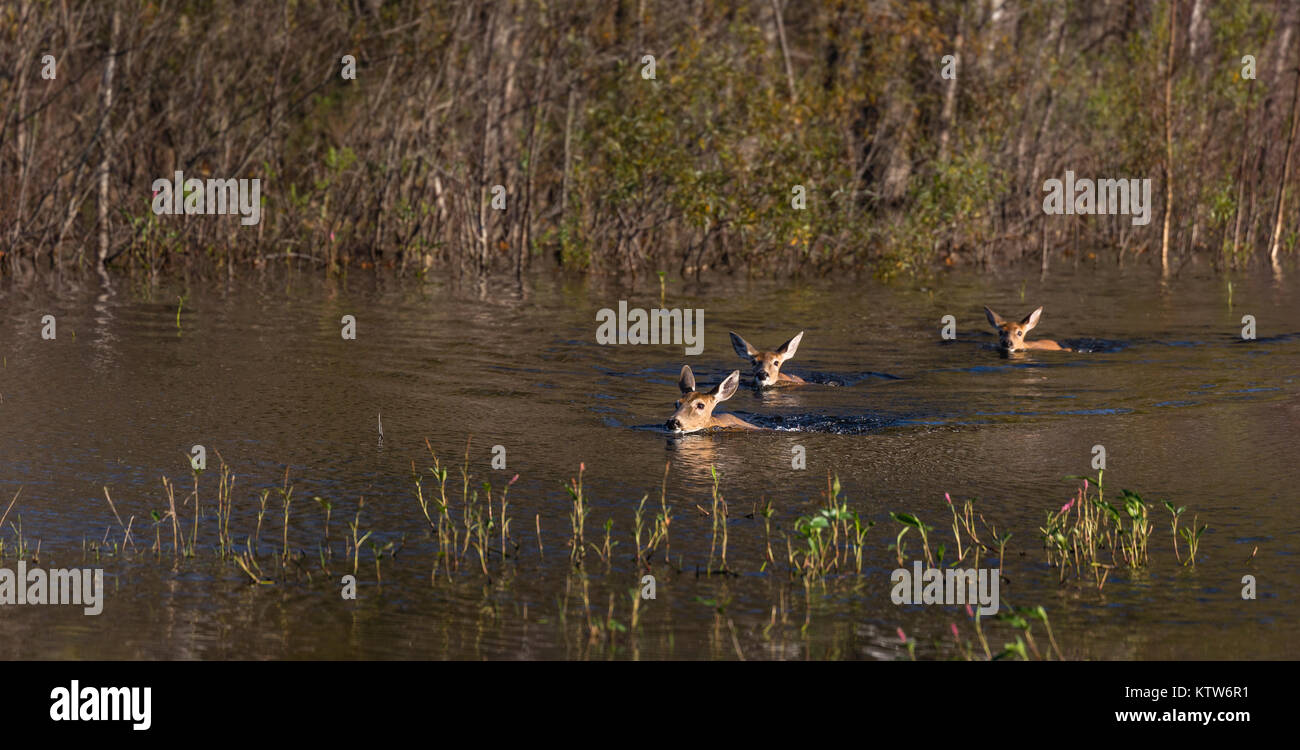 White-tailed deer swimming across a pond Stock Photo - Alamy