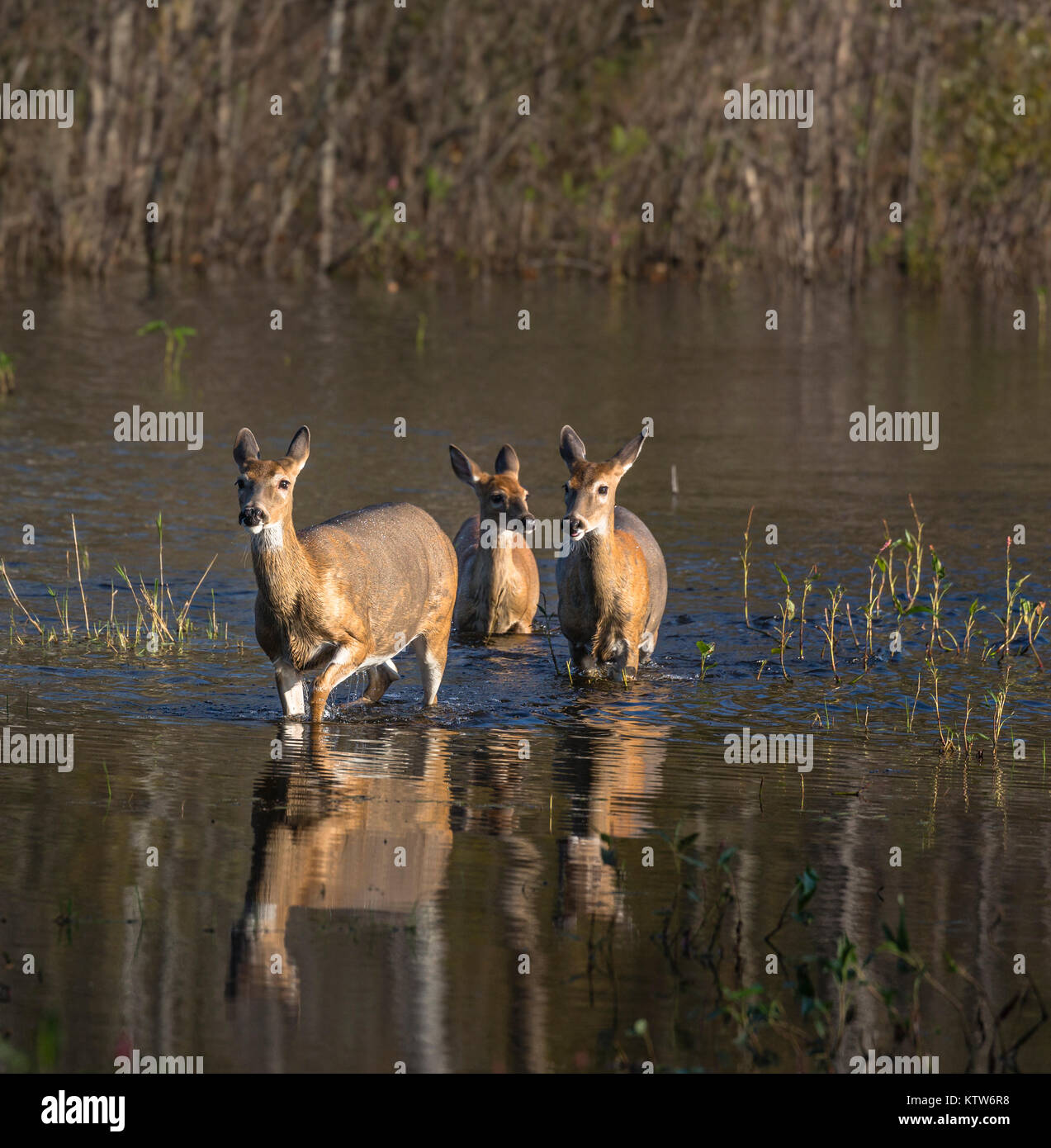 White-tailed deer walking in the water Stock Photo - Alamy