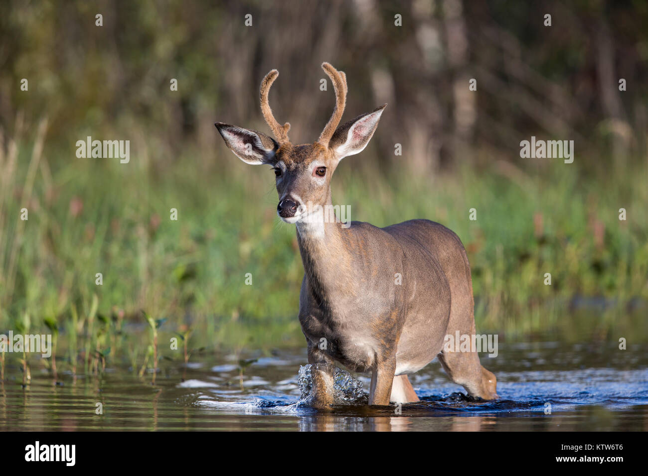 White-tailed buck walking in shallow water Stock Photo - Alamy