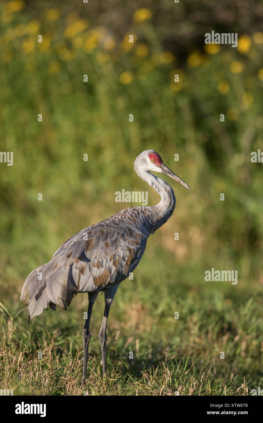 Sandhill crane beautiful feathers hi-res stock photography and images ...