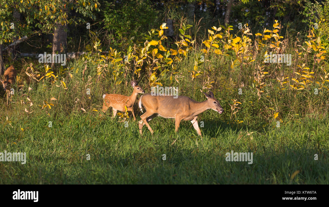 White-tailed doe and fawn walking in an autumn field Stock Photo - Alamy