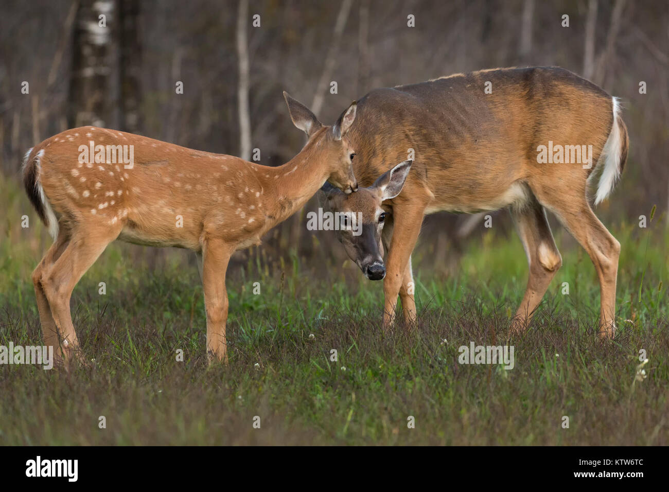 Whitetail deer mom and baby hi-res stock photography and images - Alamy