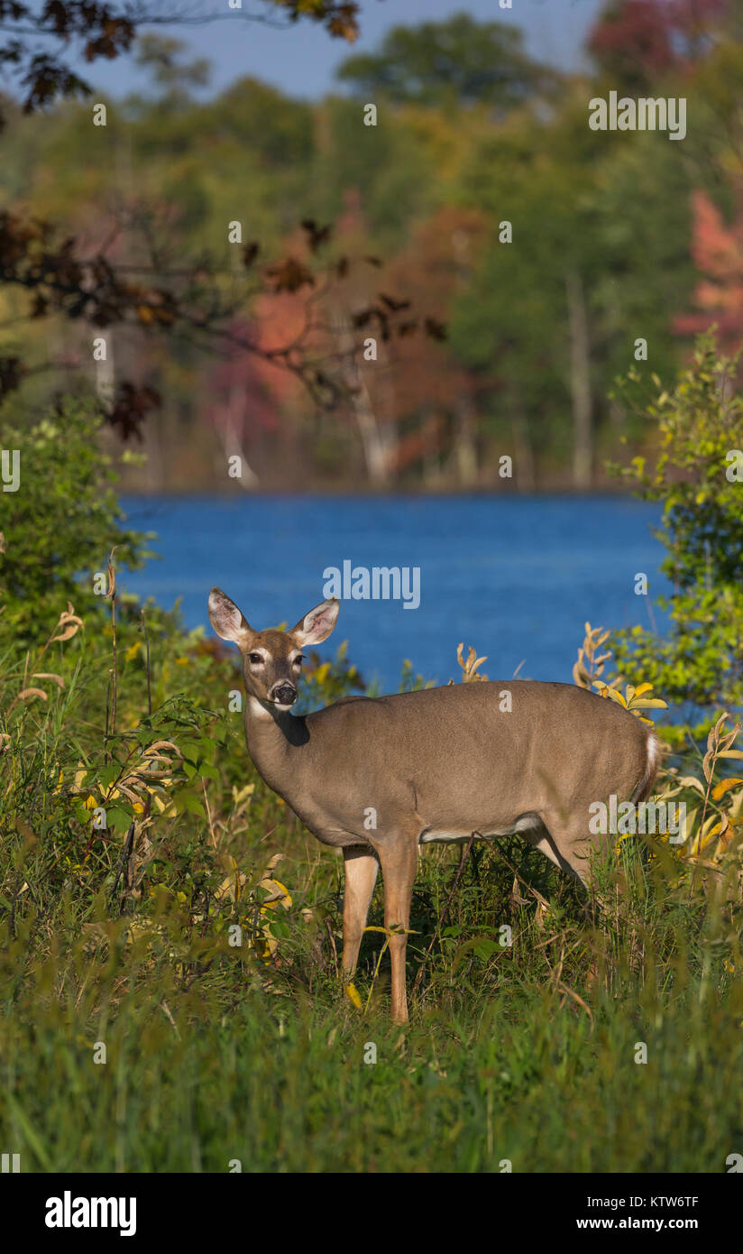 White-tailed doe in autumn Stock Photo - Alamy