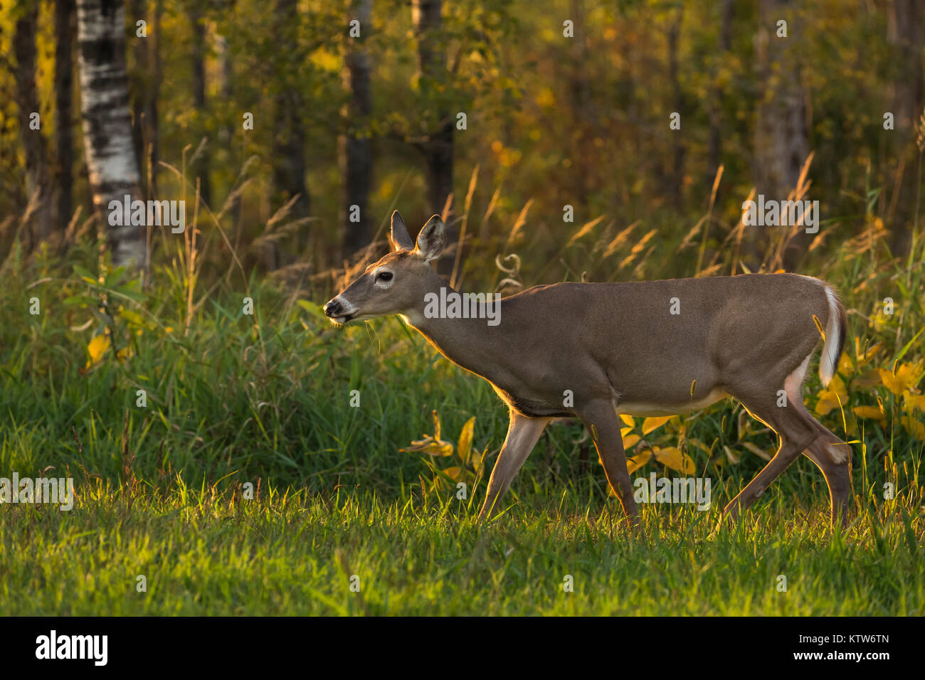White-tailed doe walking along the forest's edge in northern Wisconsin ...