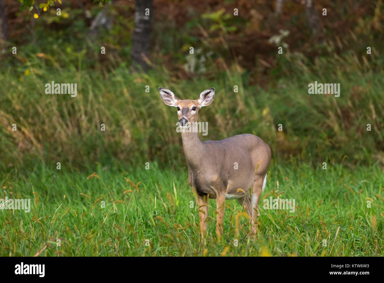 White-tailed doe standing in an autumn field Stock Photo - Alamy