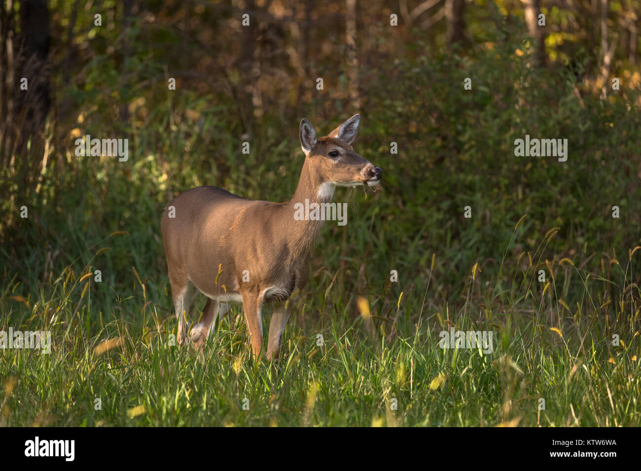 A cautious white-tailed doe in a northern Wisconsin meadow Stock Photo ...