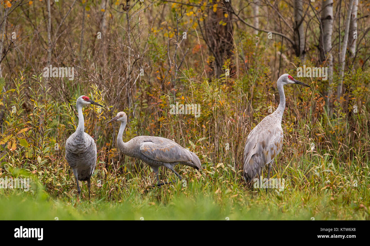 North american sandhill crane hi-res stock photography and images - Alamy