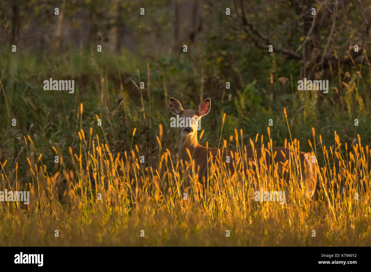 Backlit whitetail deer hi-res stock photography and images - Alamy