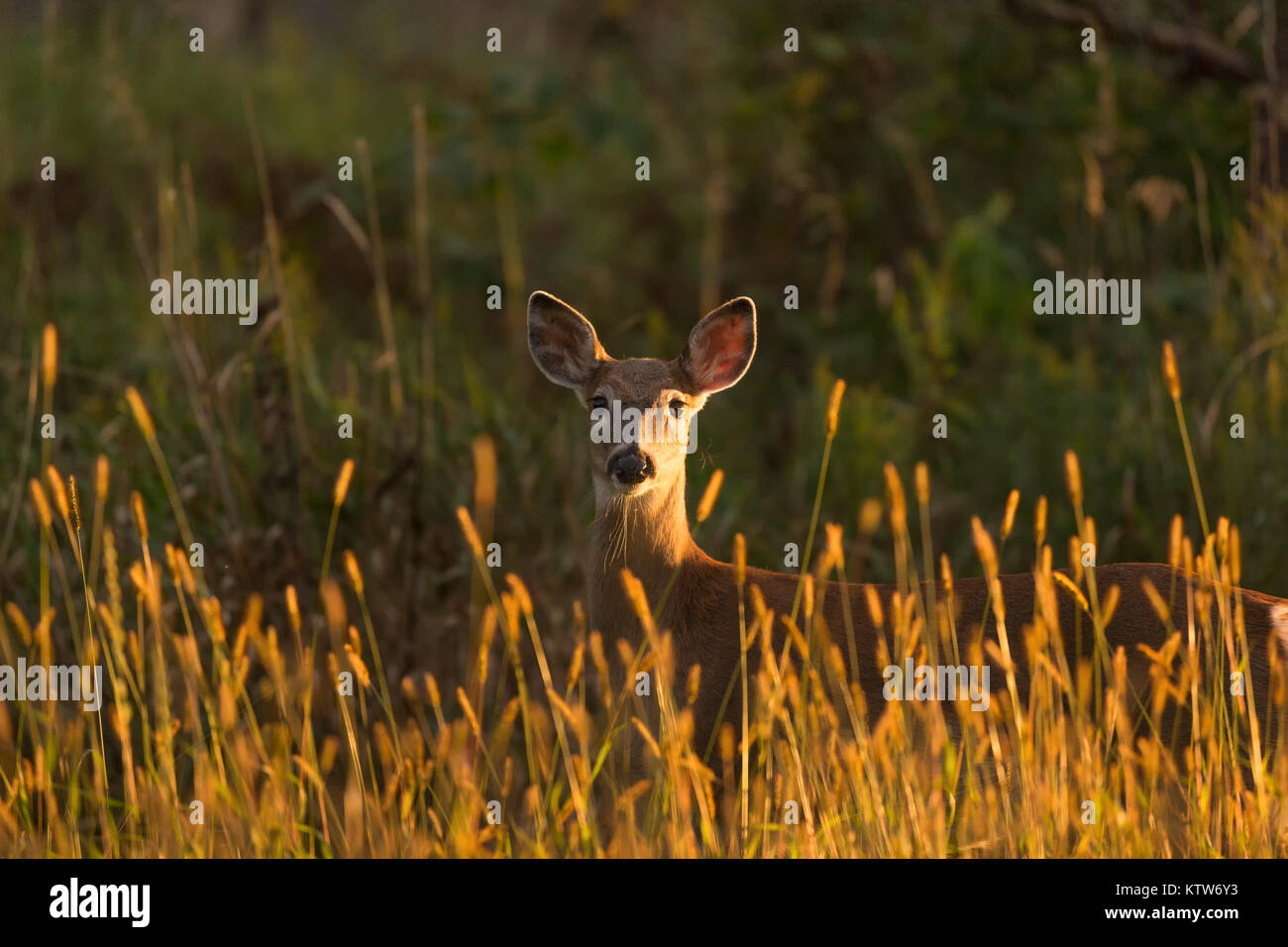 Backlit whitetail hi-res stock photography and images - Alamy