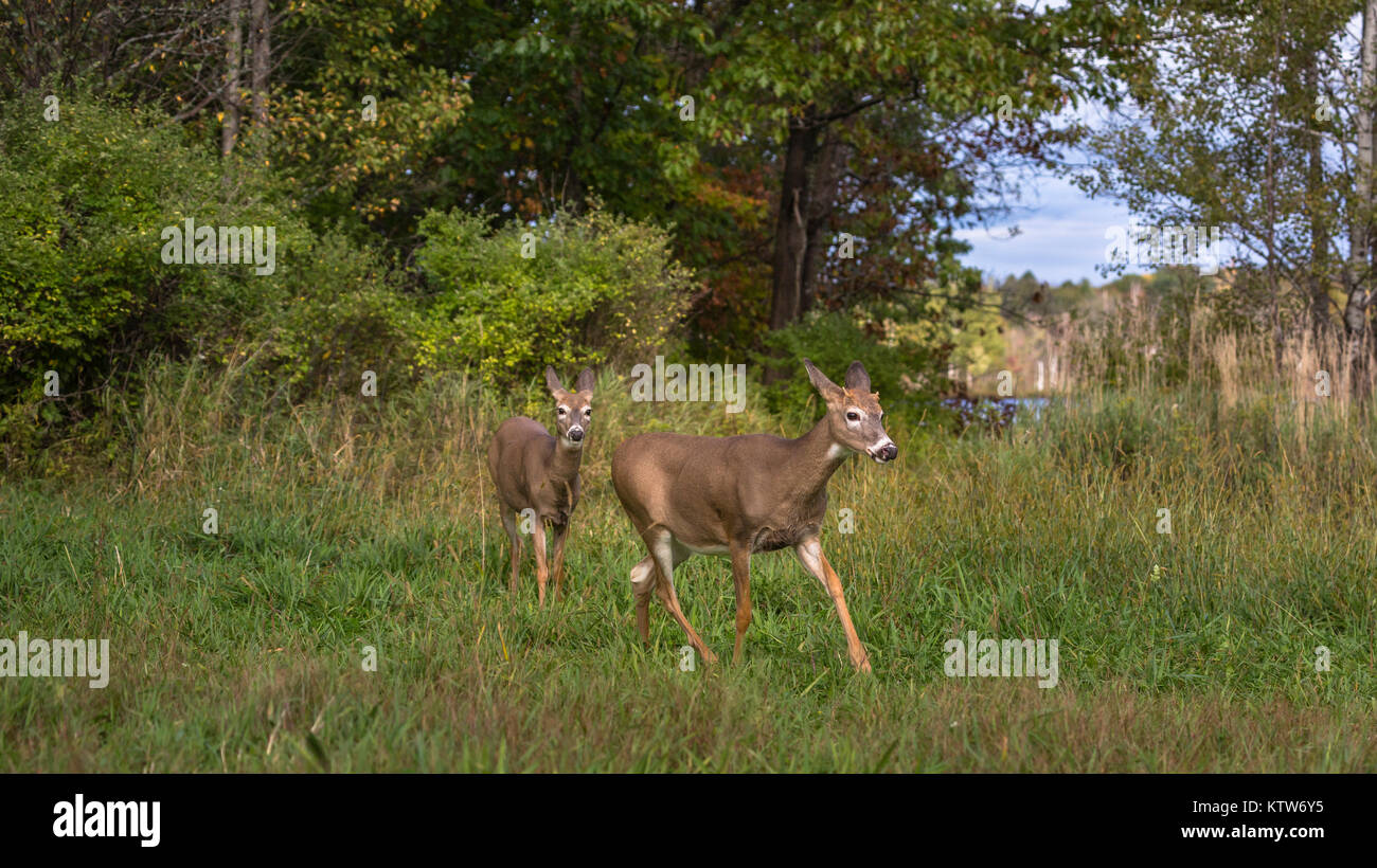 Spike deer hi-res stock photography and images - Alamy