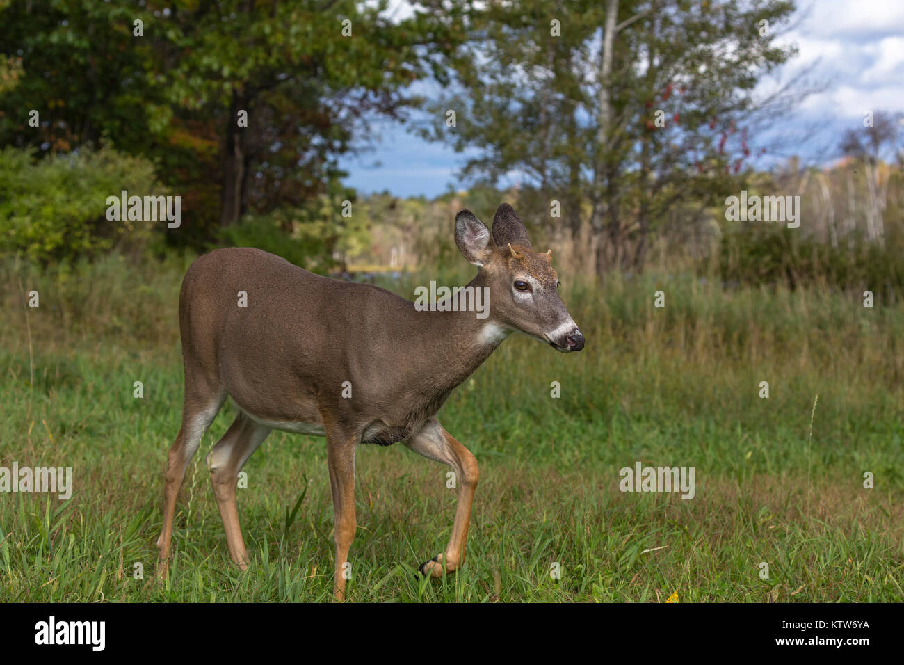 Stomping foot hi-res stock photography and images - Alamy
