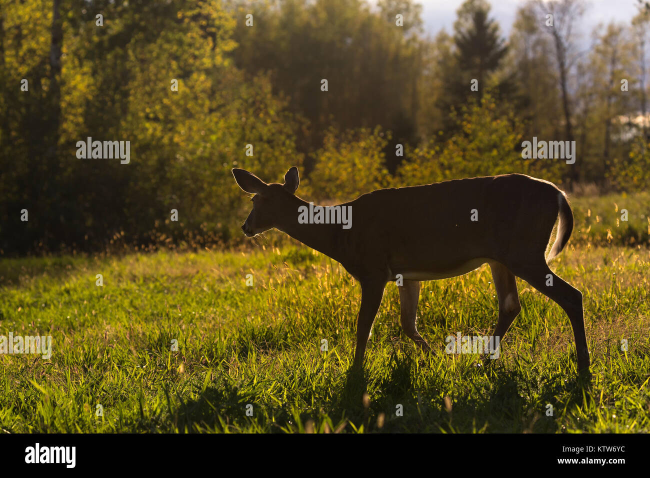 White-tailed doe backlit in a northern Wisconsin meadow Stock Photo - Alamy