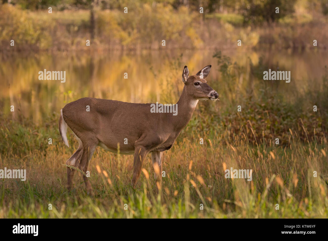 White-tailed doe feeding next to a Wisconsin wetland Stock Photo - Alamy
